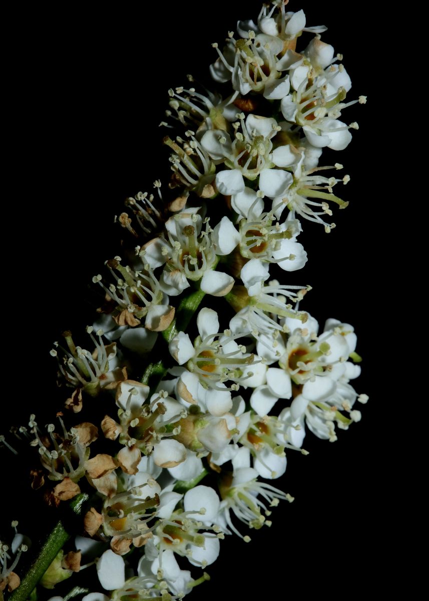 'Prunus lusitanica rosaceae' Poster, picture, metal print, paint by ...