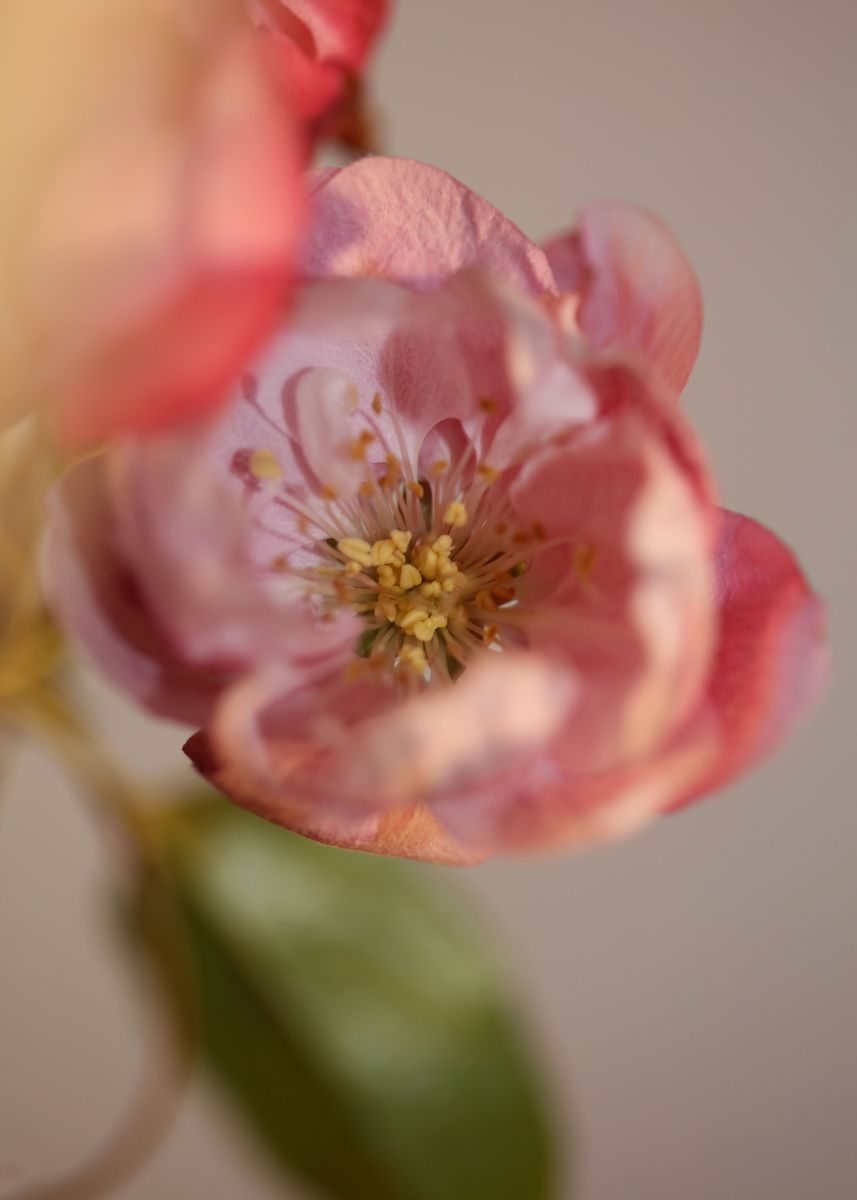 'Prunus serrulata Rosaceae' Poster, picture, metal print, paint by ...