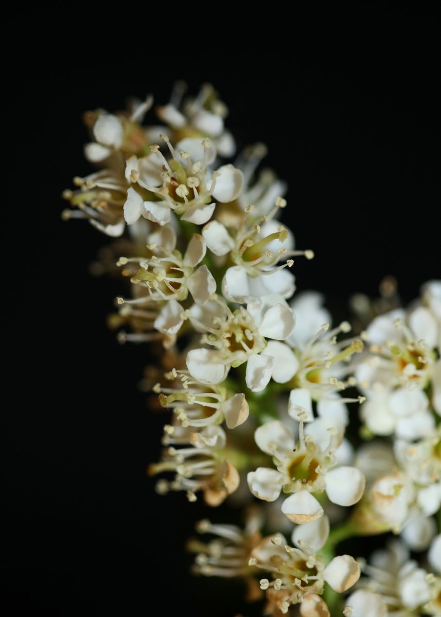 'Prunus lusitanica rosaceae' Poster, picture, metal print, paint by ...