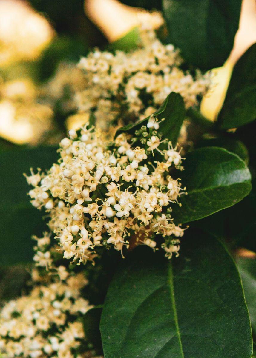 'Tree Delight' Poster by Chris Van Niekerk | Displate