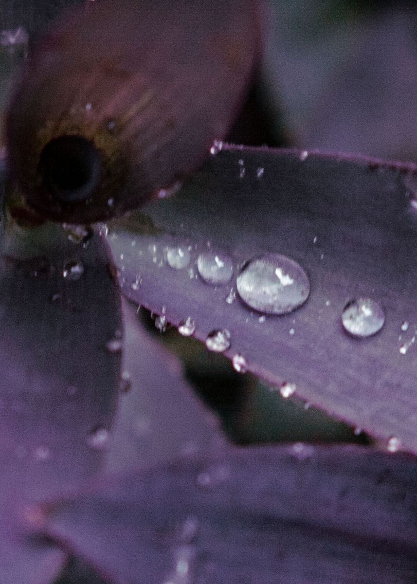 'Purple Creep' Poster by Chris Van Niekerk | Displate