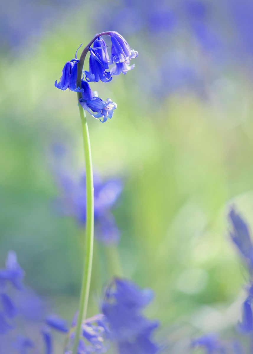 'Bluebells ' Poster by Svetlana Sewell | Displate