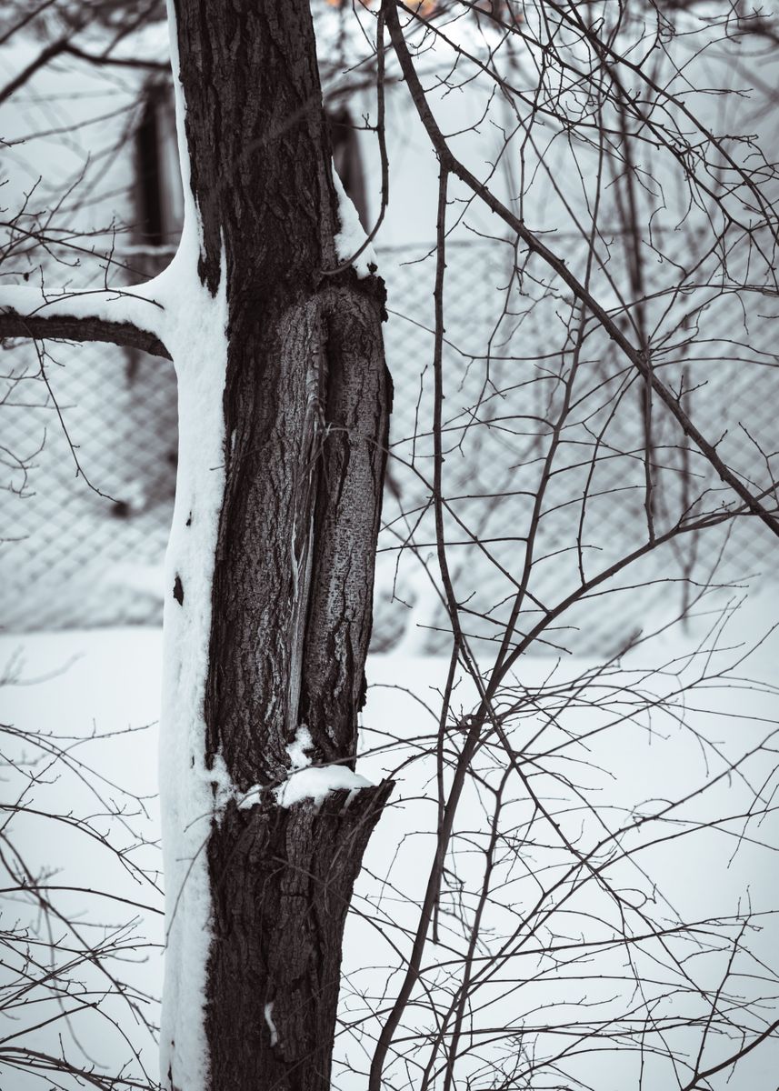 'Tree trunk' Poster by NAMA | Displate