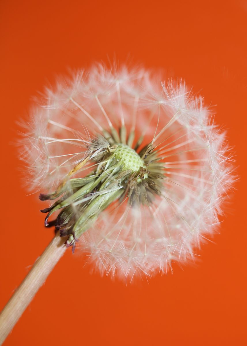 'Dandelion blow ball macro ' Poster by BakalaeroZz Photography | Displate