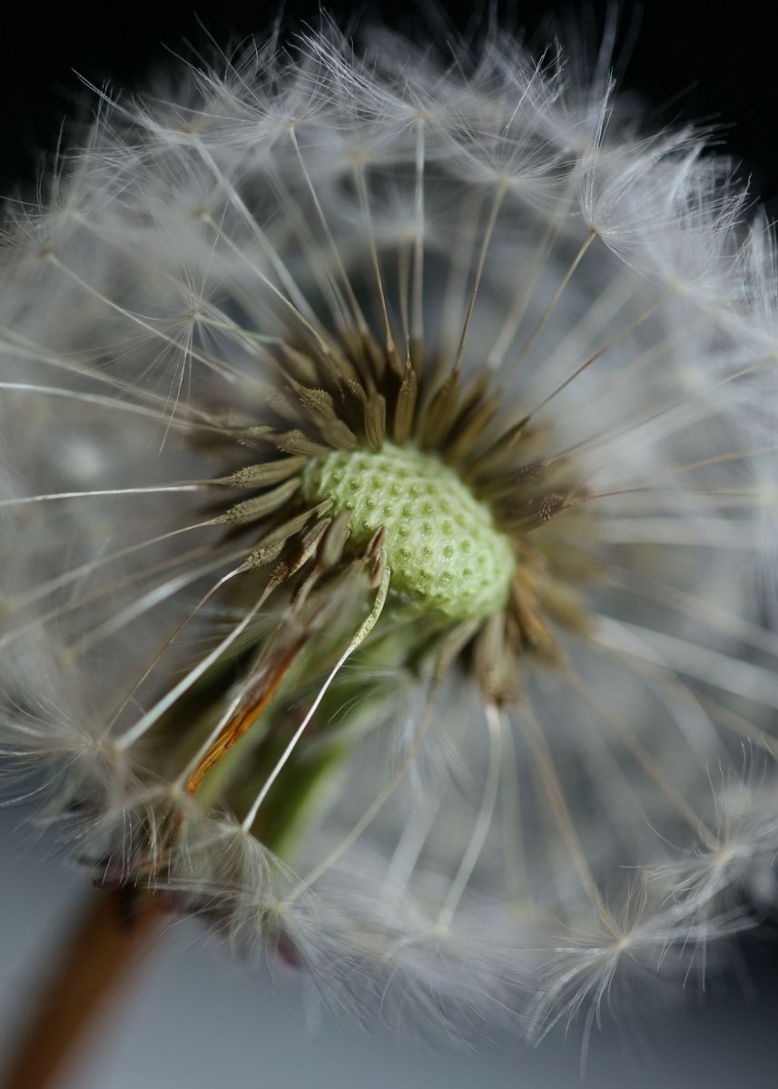 'Blow ball dandelion macro ' Poster, picture, metal print, paint by ...