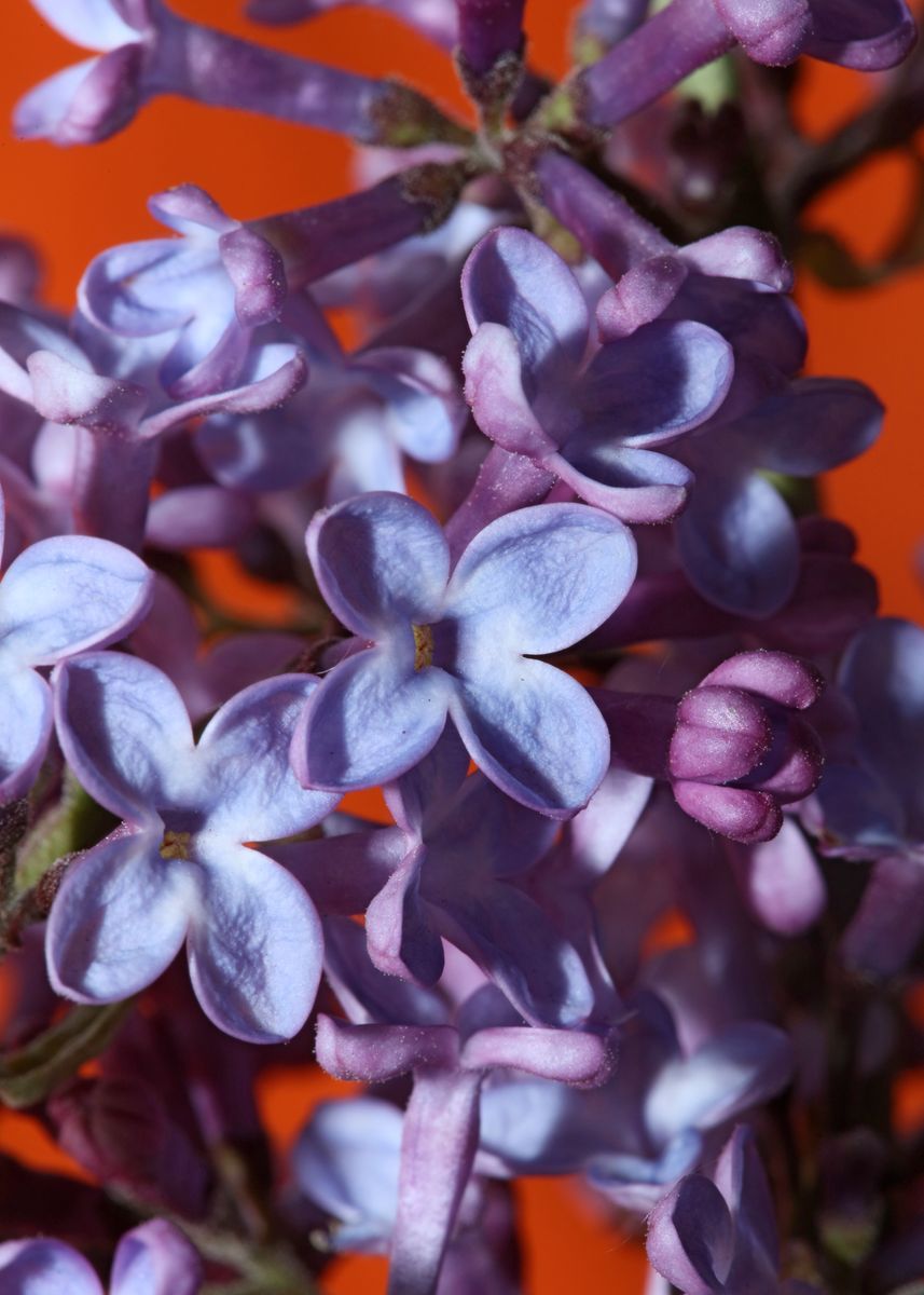 'Syringa vulgaris L macro ' Poster, picture, metal print, paint by ...