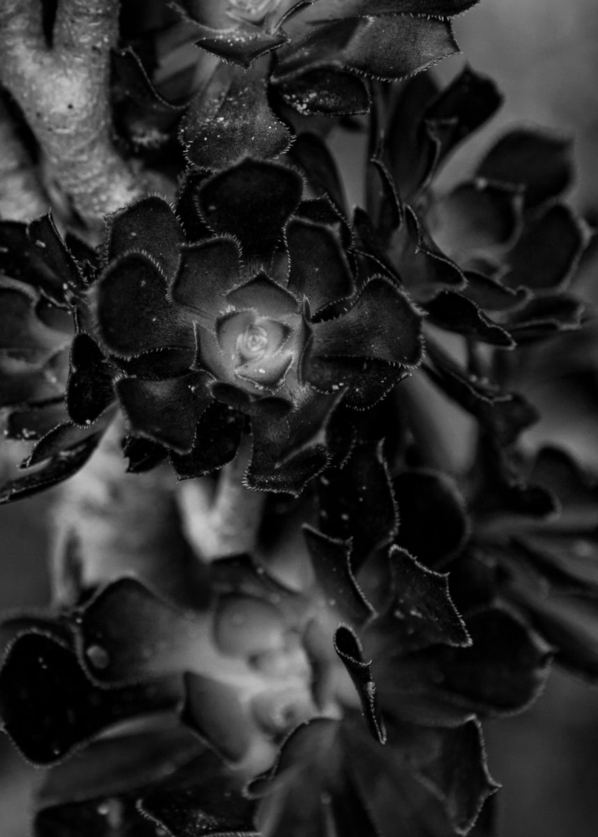 'Black Rose' Poster, picture, metal print, paint by Chris Van Niekerk ...