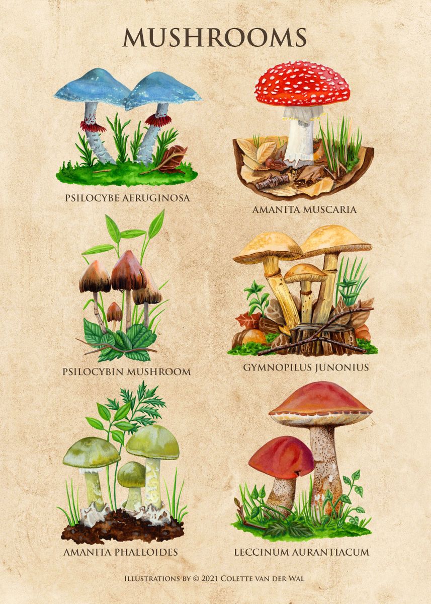 'Mushroom Poster' Poster by Colette van der Wal | Displate