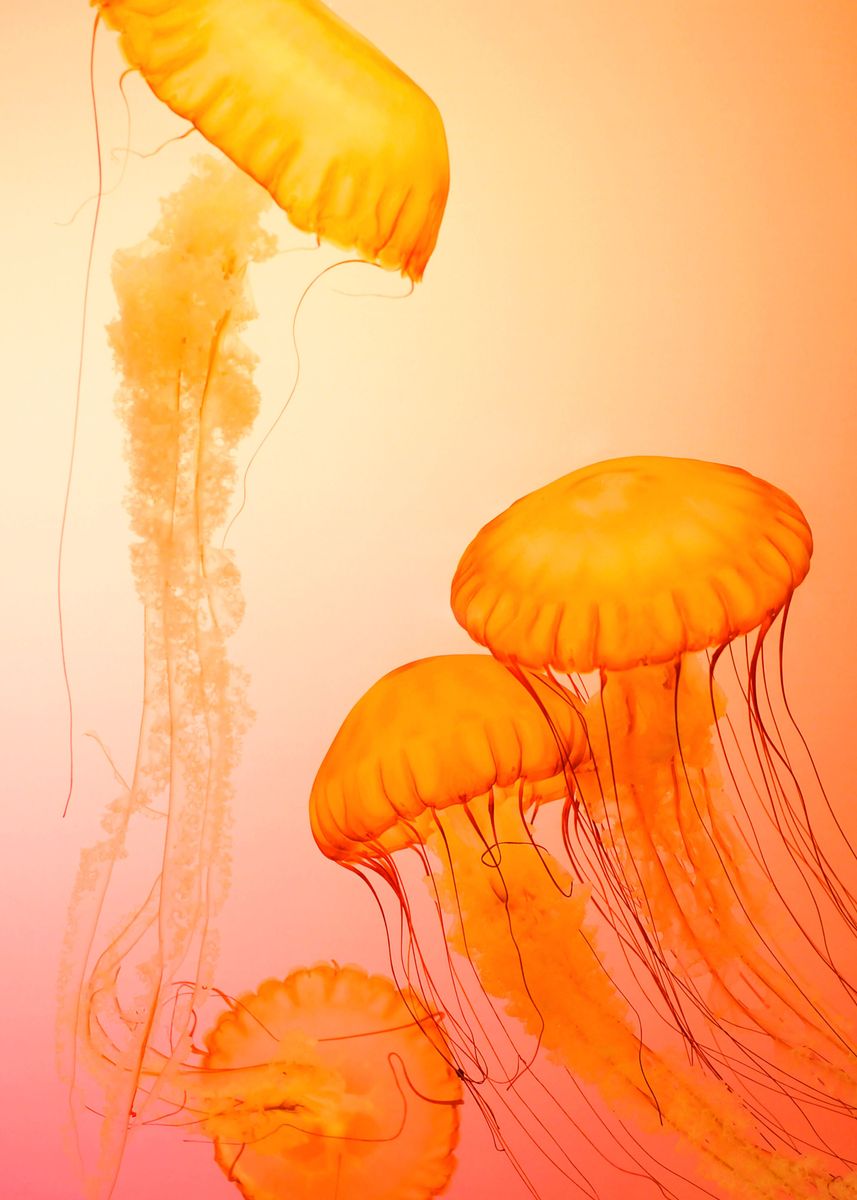 'Colorful Jellyfish' Poster by Iochar | Displate