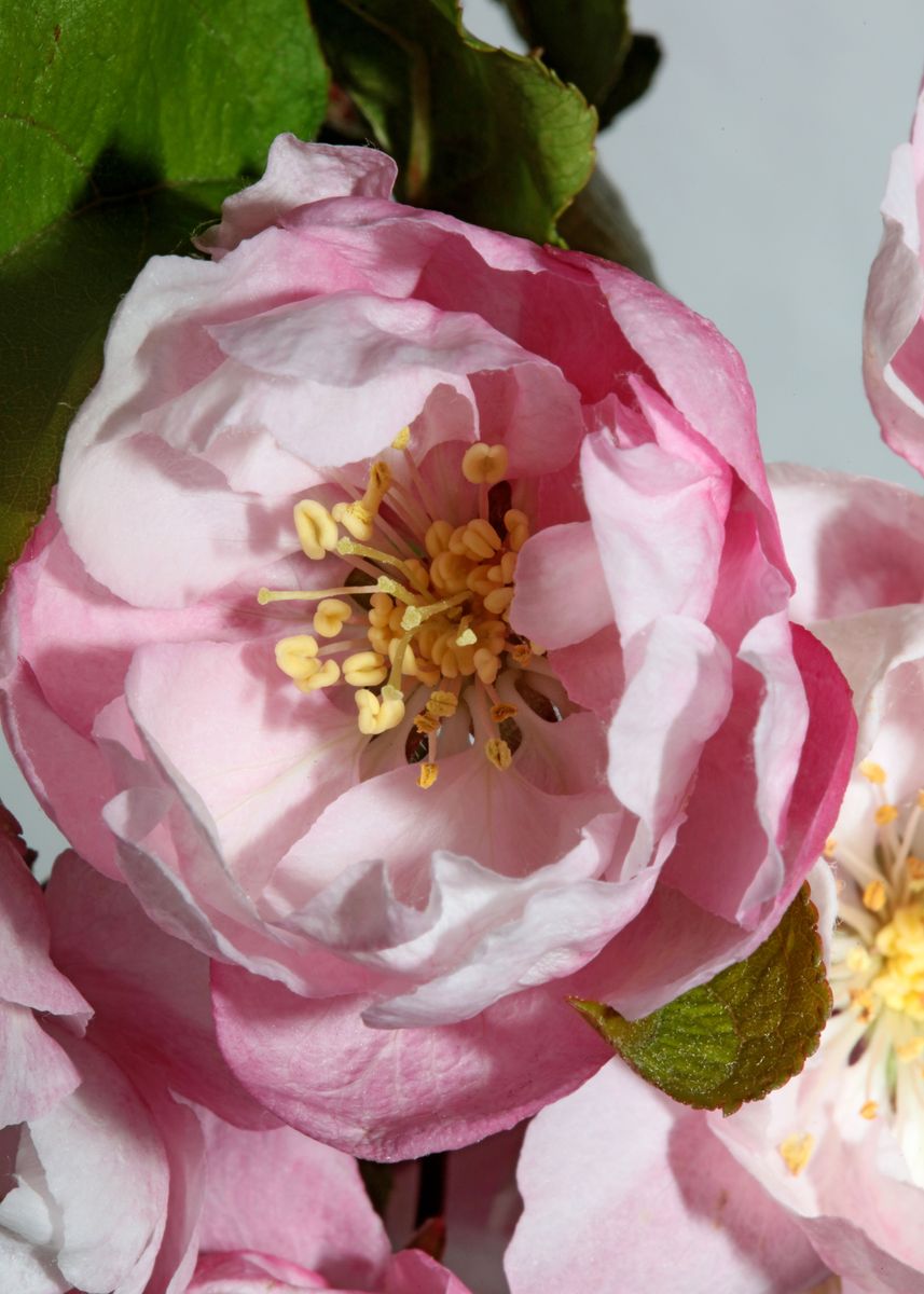 'Prunus flower blossoming' Poster by BakalaeroZz Photography | Displate