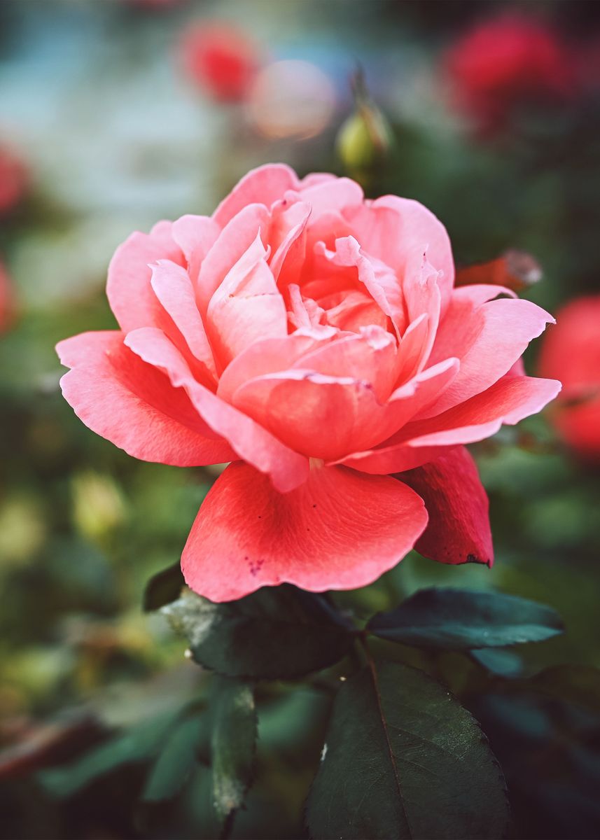 'Best flower Frame 2' Poster by Ainiez | Displate