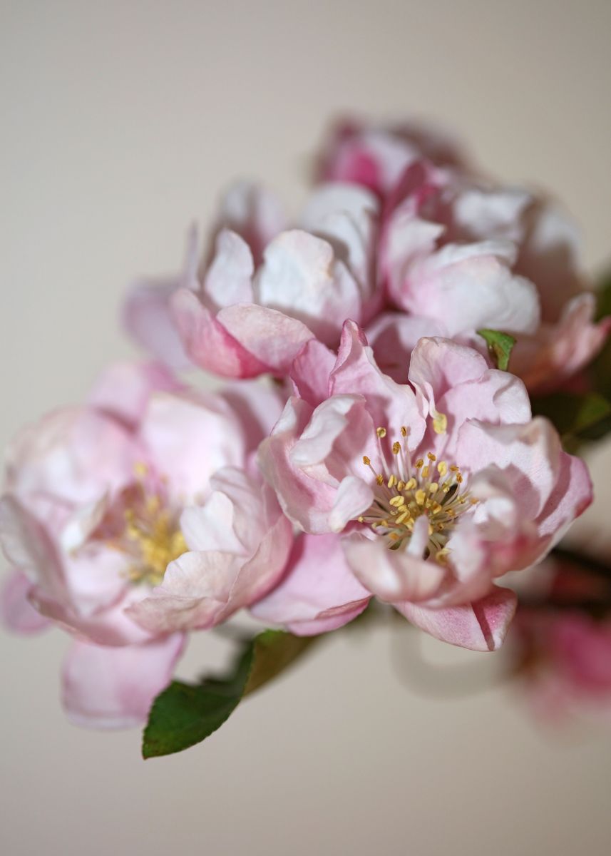 'Pink prunus flower macro' Poster by BakalaeroZz Photography | Displate