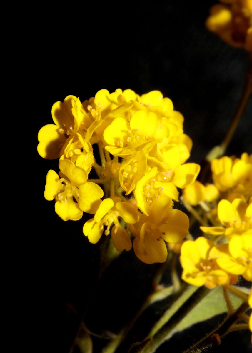 'Aurinia saxatilis blossom' Poster by BakalaeroZz Photography | Displate