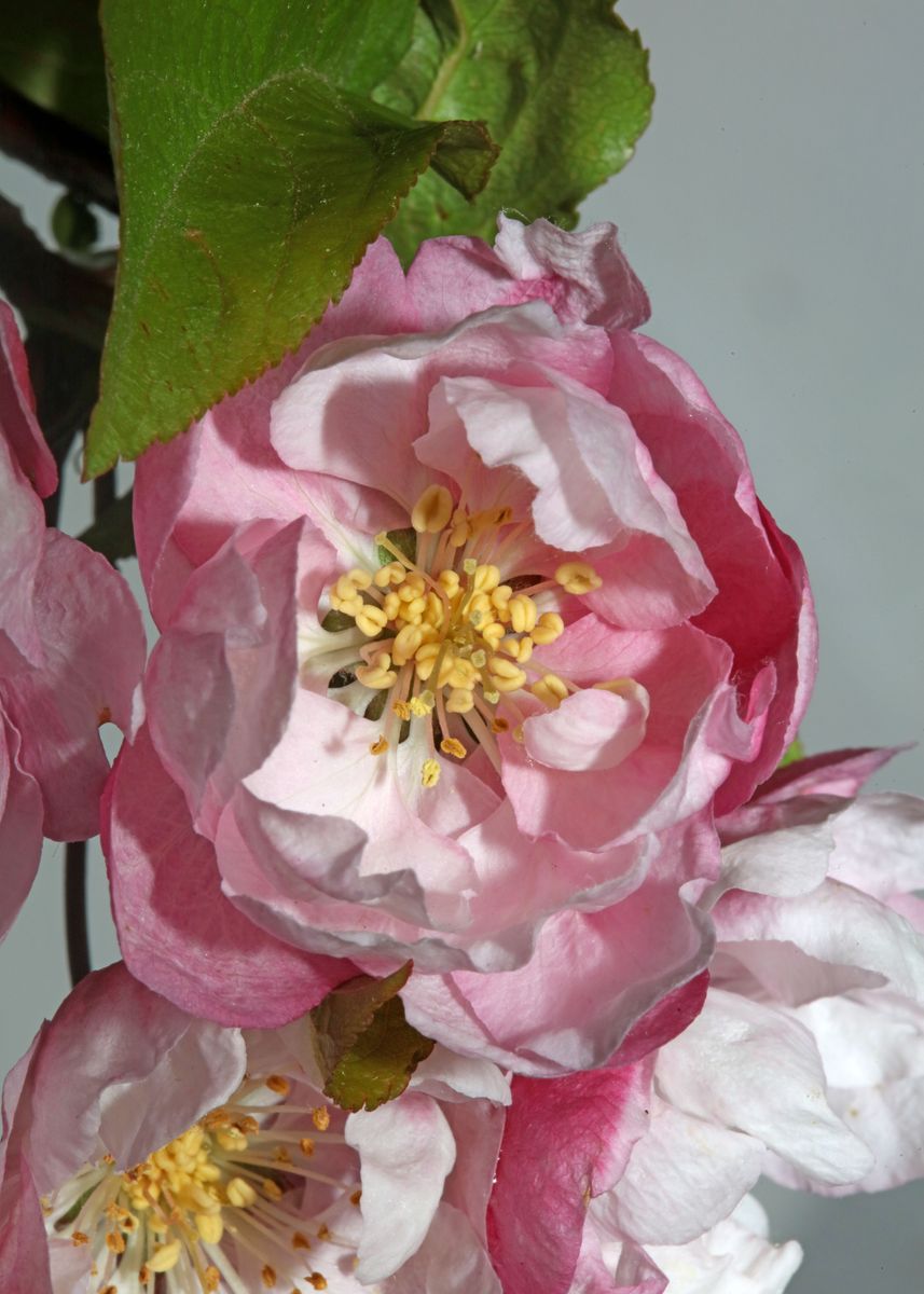 'Pink prunus flower macro' Poster by BakalaeroZz Photography | Displate