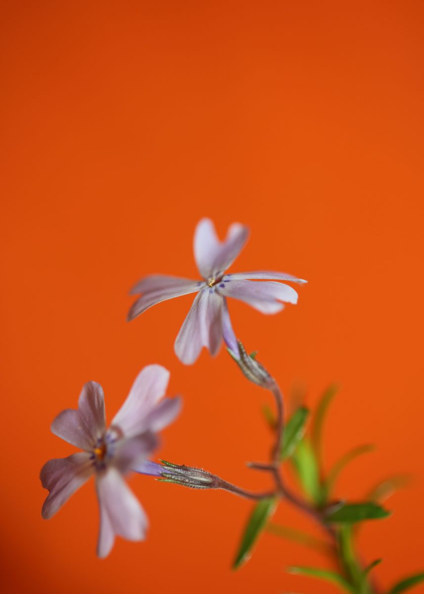 'Flower blossoming close up' Poster by BakalaeroZz Photography | Displate