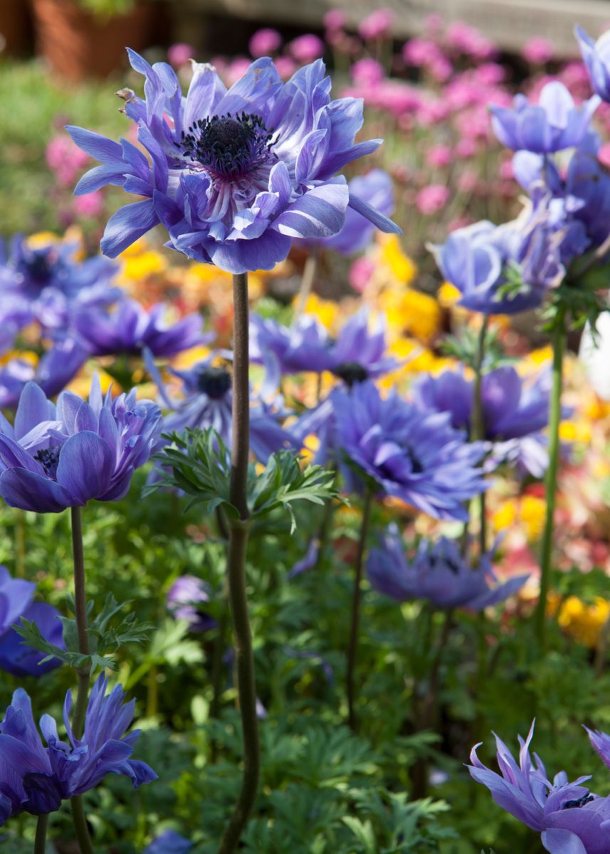 'anemone coronaria flower' Poster, picture, metal print, paint by ...