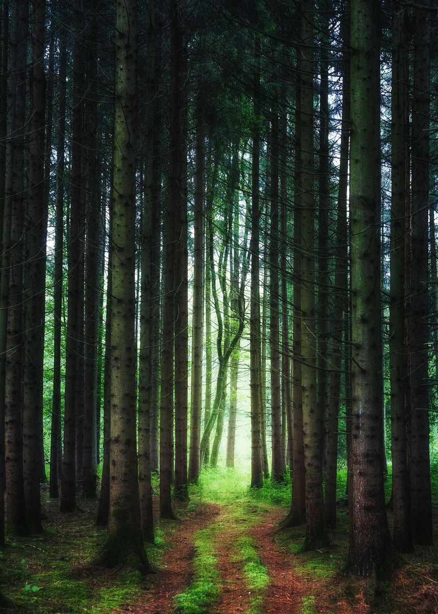 'Forest' Poster by Conceptual Photography | Displate
