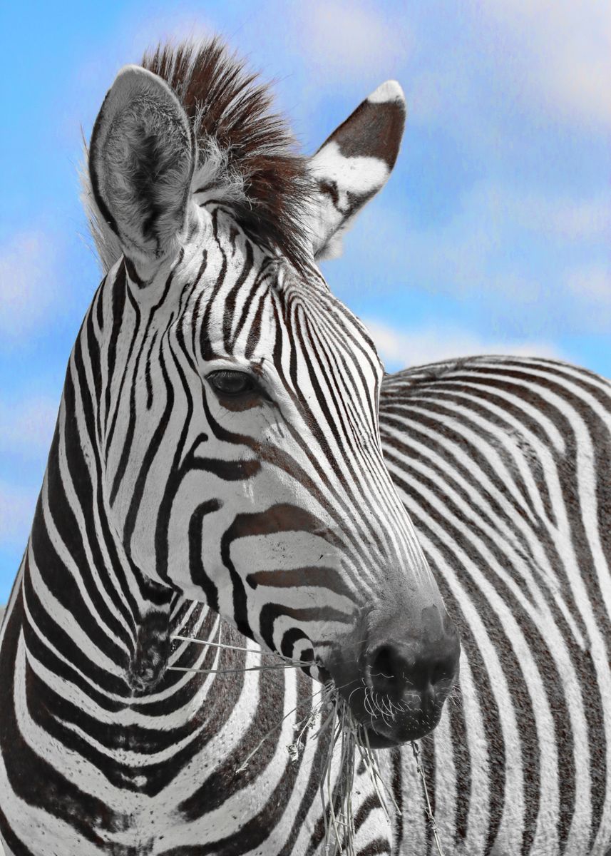 'Zebra Portrait ck 8736' Poster, picture, metal print, paint by Barbara ...