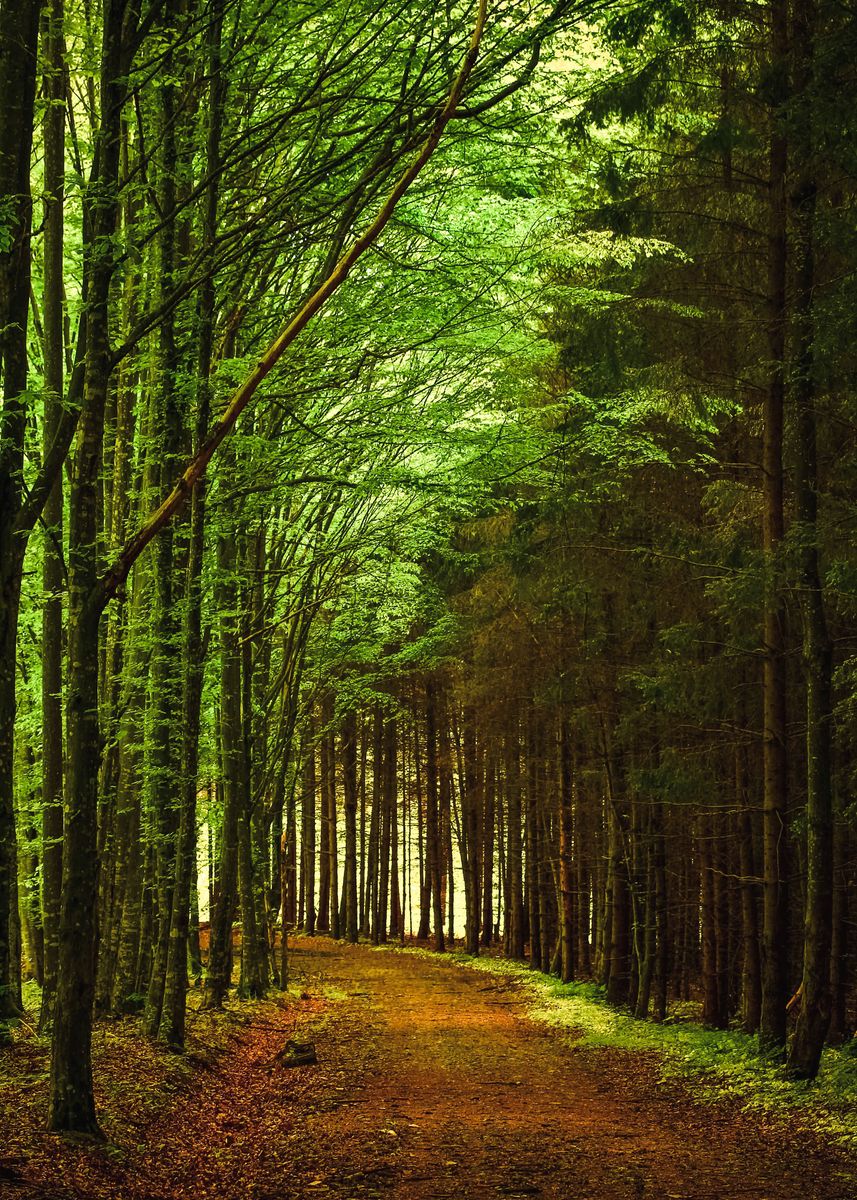 'Path Through the Forest' Poster, picture, metal print, paint by ...