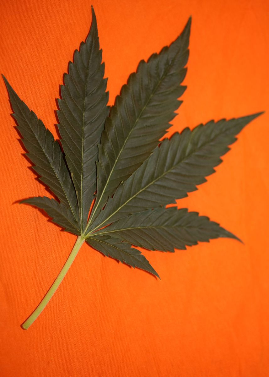 'Marihuana leaf wall poster' Poster, picture, metal print, paint by ...