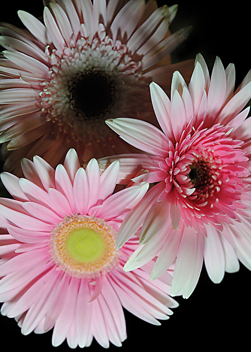 'Pink Daisy Bouquet' Poster by Cindy Boyd | Displate