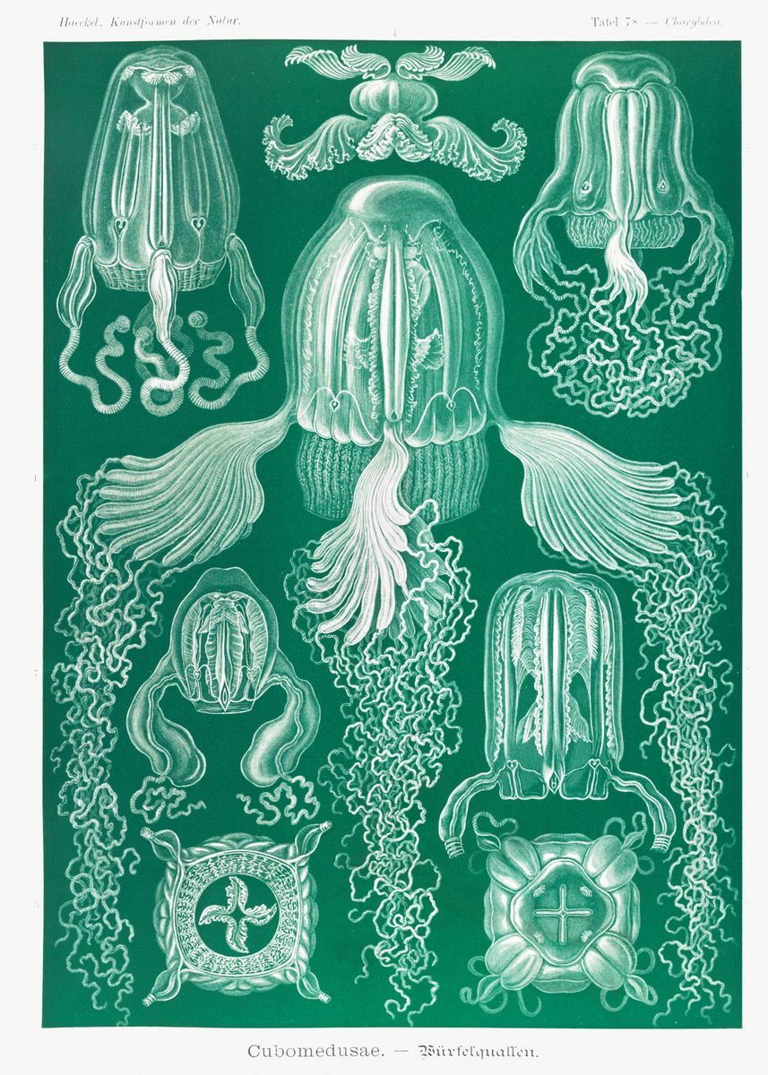 'Cubomedusae' Poster by Mihnea Lazar | Displate