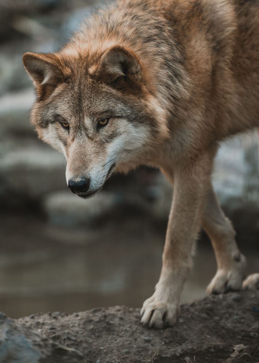 'Wolf Portrait' Poster by Nick Lang | Displate