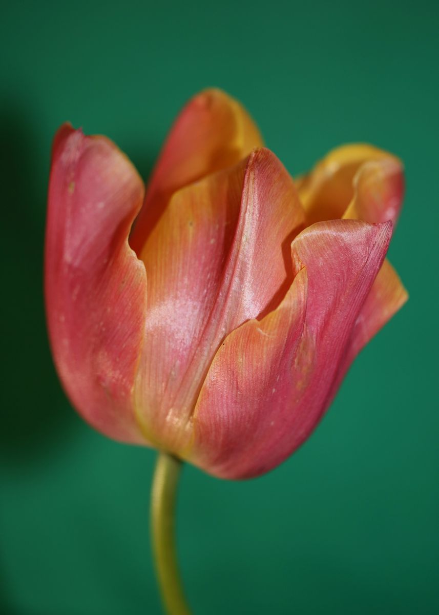 'Tulipa flower close up' Poster by BakalaeroZz Photography | Displate