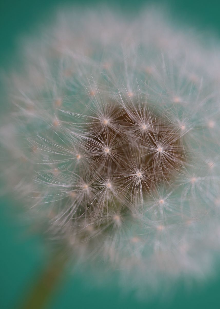 'Dandelion flower close up' Poster by BakalaeroZz Photography | Displate