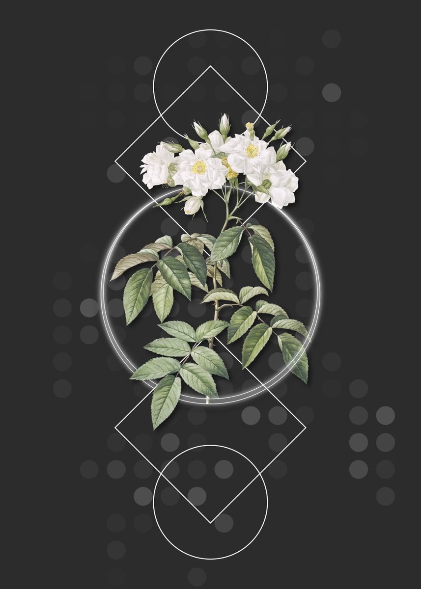 'Vintage Musk Rose Flower' Poster, picture, metal print, paint by Holy ...