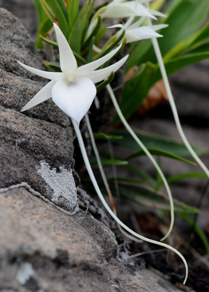 'Wild Angraecum orchid' Poster, picture, metal print, paint by Susanne ...