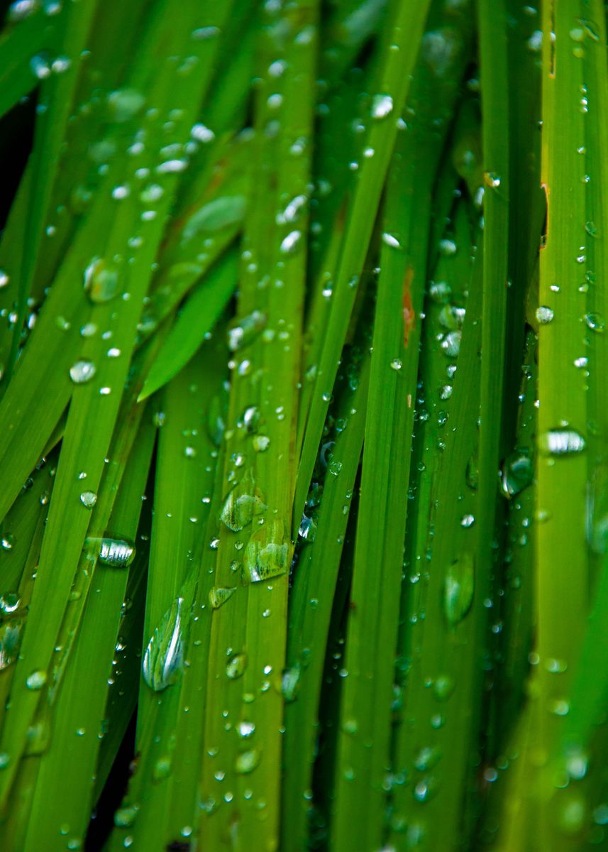 'Dewy Grass' Poster, picture, metal print, paint by Sofia Alves | Displate