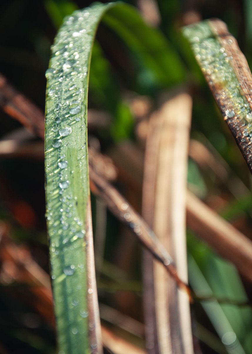 'Dewy Leaf' Poster by Sofia Alves | Displate