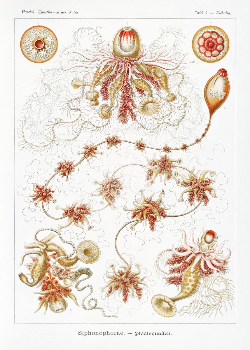 'Siphonophorae' Poster, picture, metal print, paint by Mihnea Lazar ...