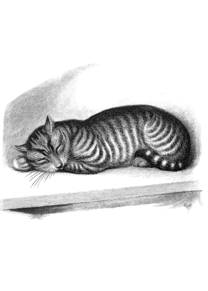 'Cat Nap' Poster by Stephen Schreck | Displate