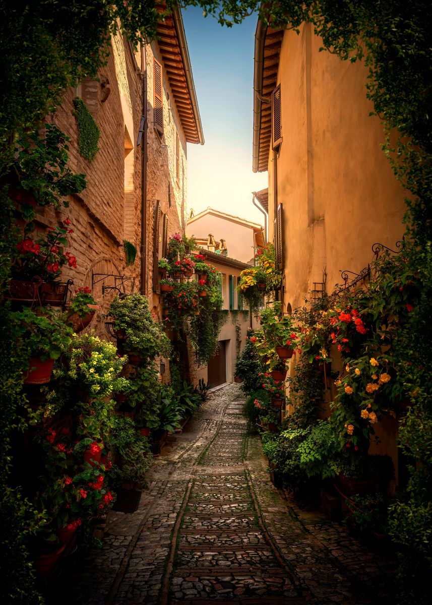 'Italian Evergreen Street' Poster by Mark Dubienski | Displate