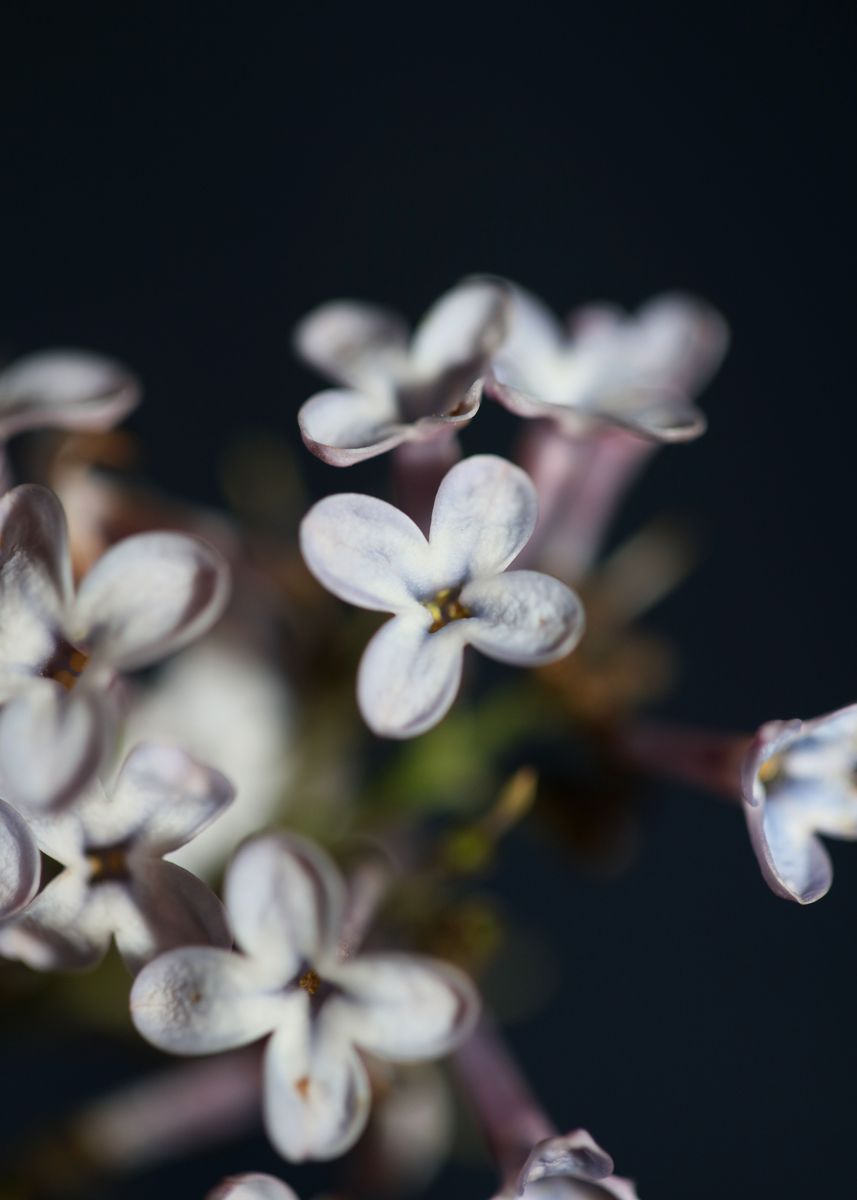 'Syringa flower blossoming' Poster, picture, metal print, paint by ...