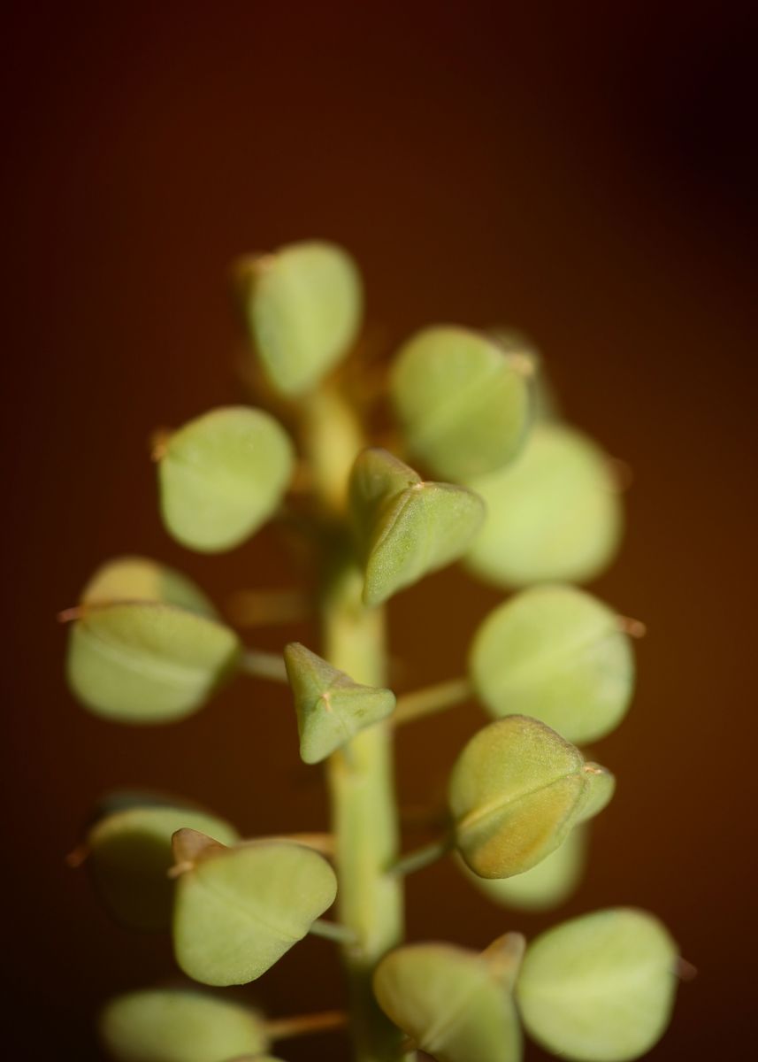 'Wild muscari flower fruits' Poster, picture, metal print, paint by ...