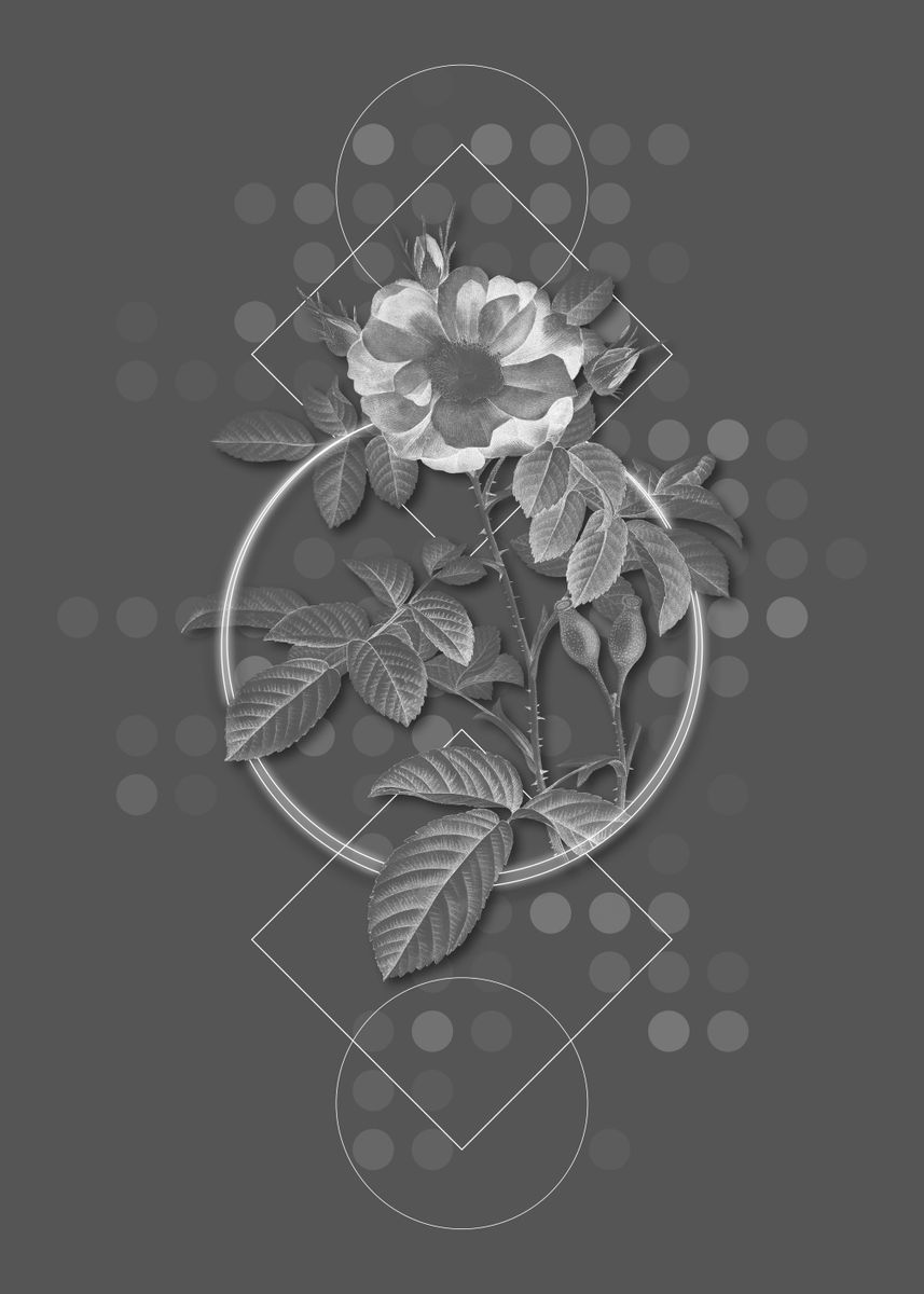 'Blooming Red Portland Rose' Poster, picture, metal print, paint by ...