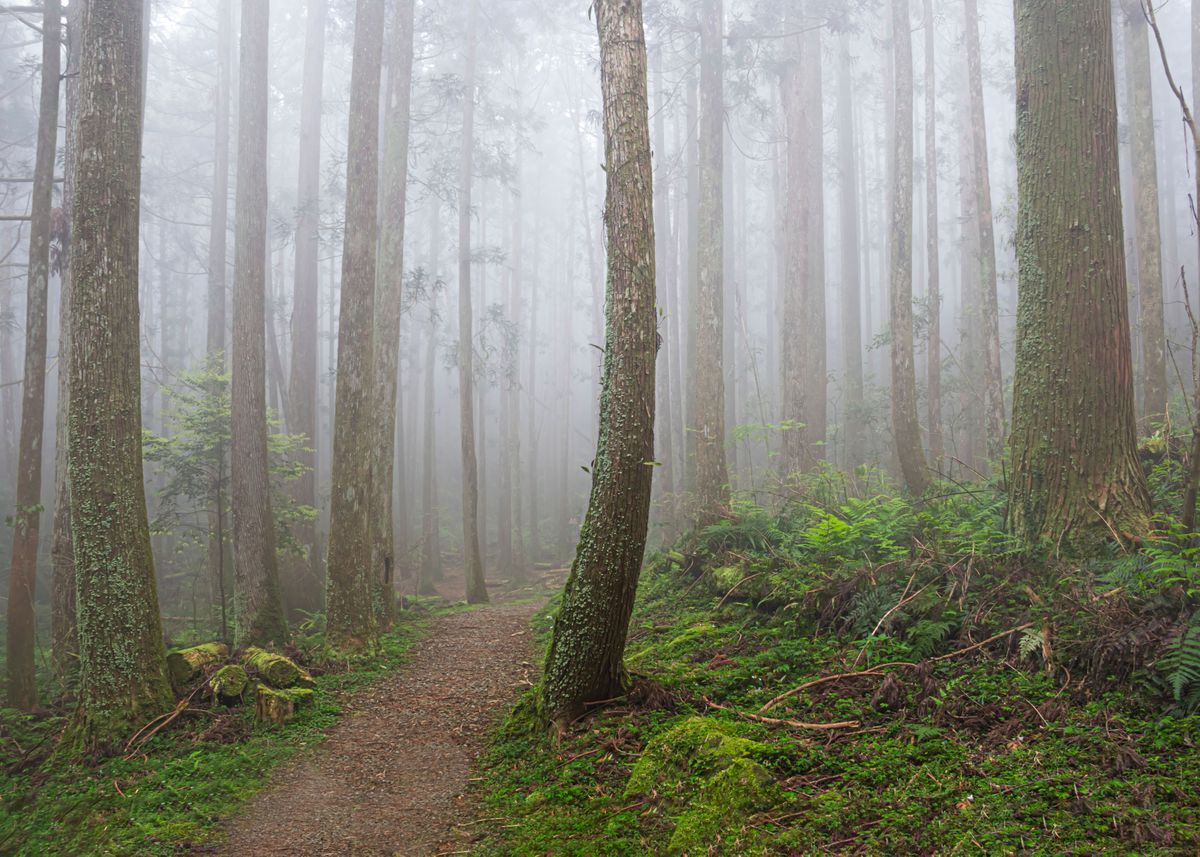 'Taiwan forest landscape' Poster by HanPing Tseng | Displate