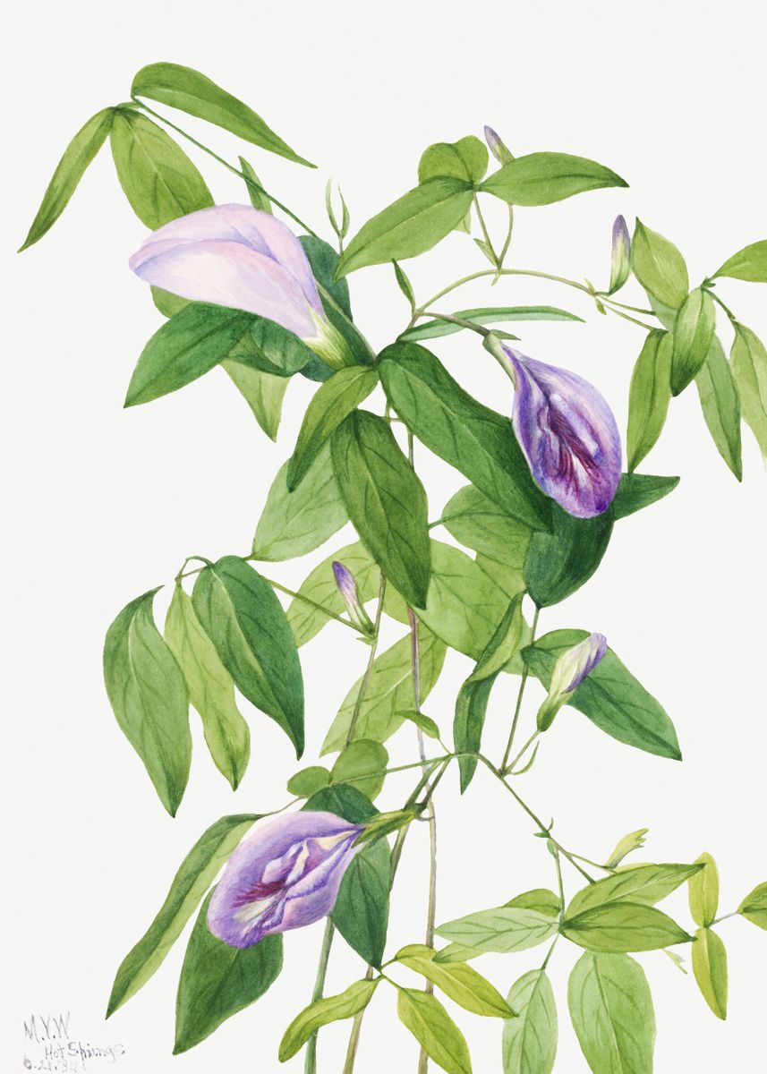 'Butterfly Pea' Poster, picture, metal print, paint by Queensy Collin ...