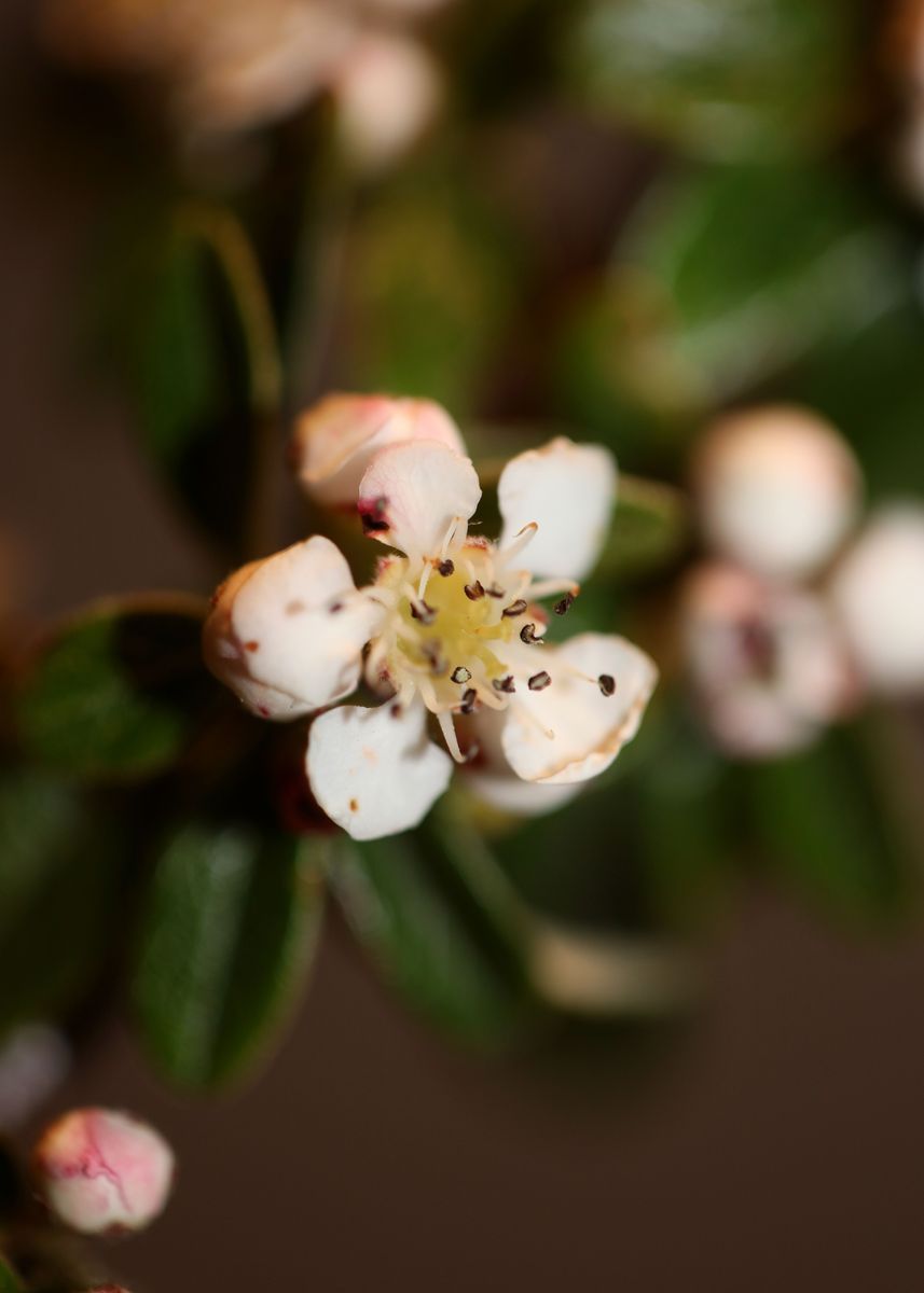 'Cotoneaster flower blossom' Poster, picture, metal print, paint by ...