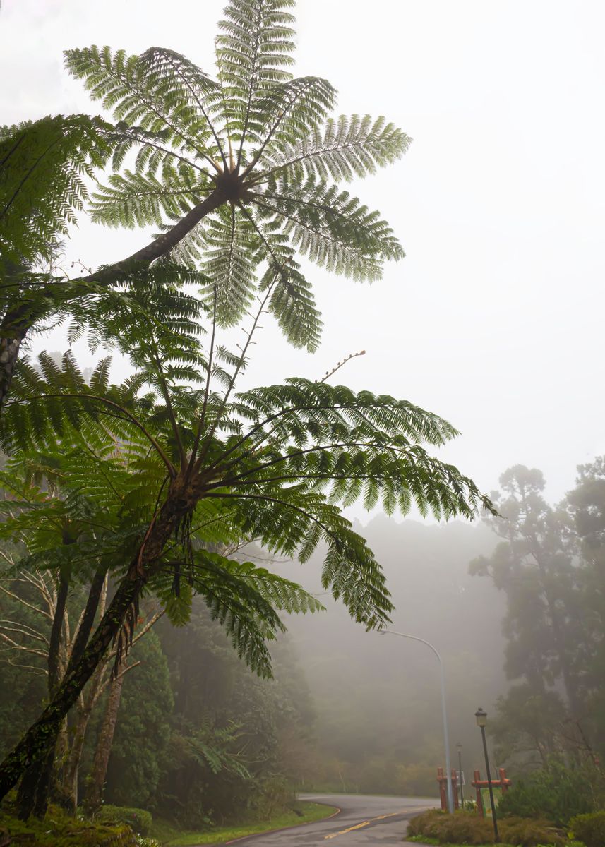 'Pen holder tree' Poster by HanPing Tseng | Displate
