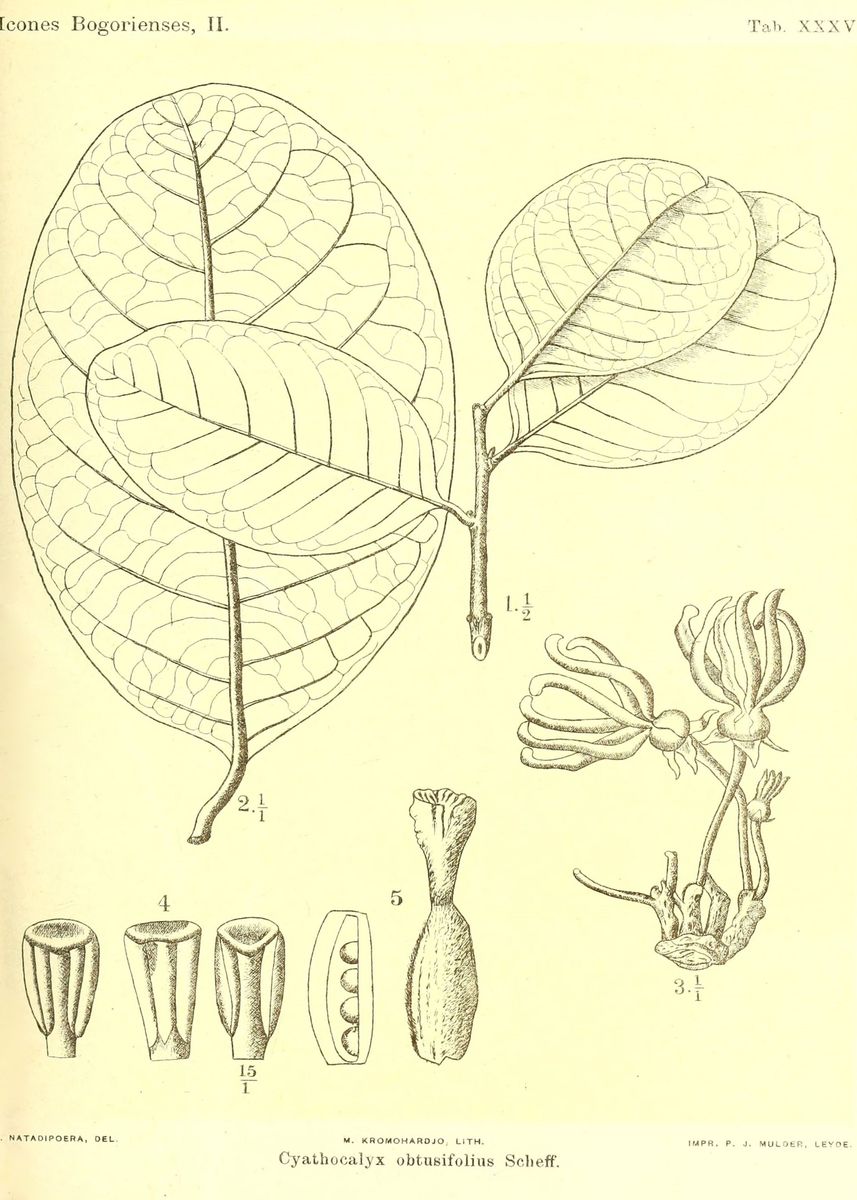 'Cyathocalyx obtusifolius' Poster, picture, metal print, paint by ...