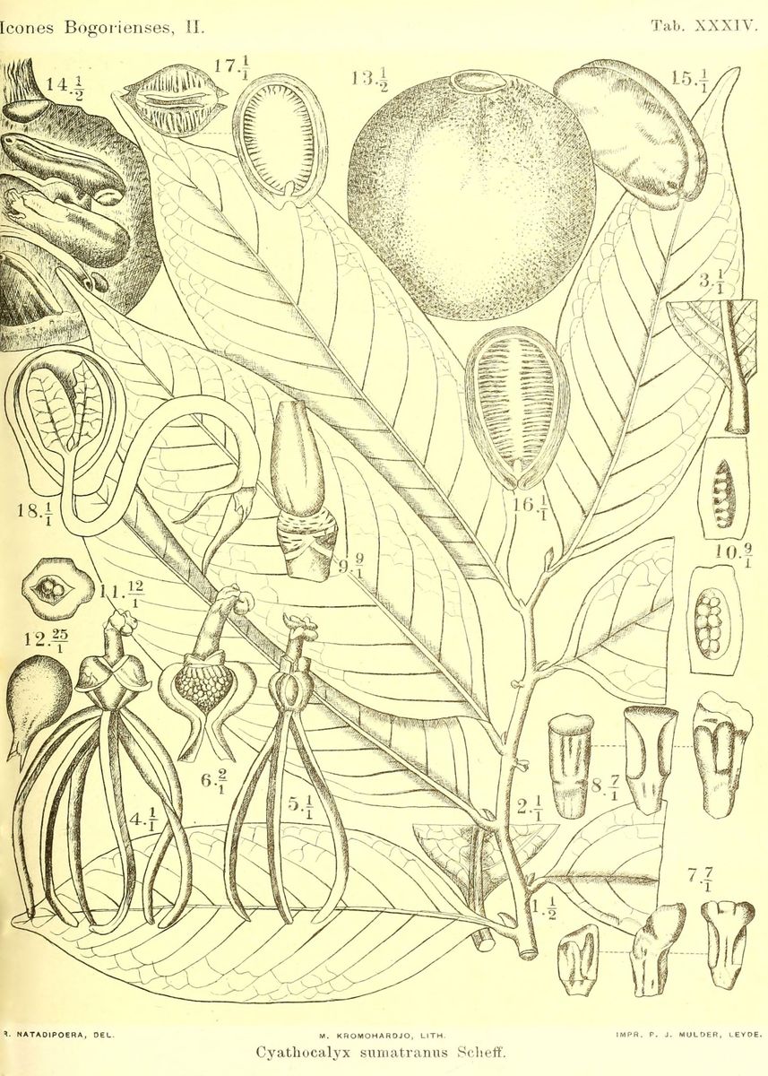 'Cyathocalyx sumatranus' Poster, picture, metal print, paint by ...