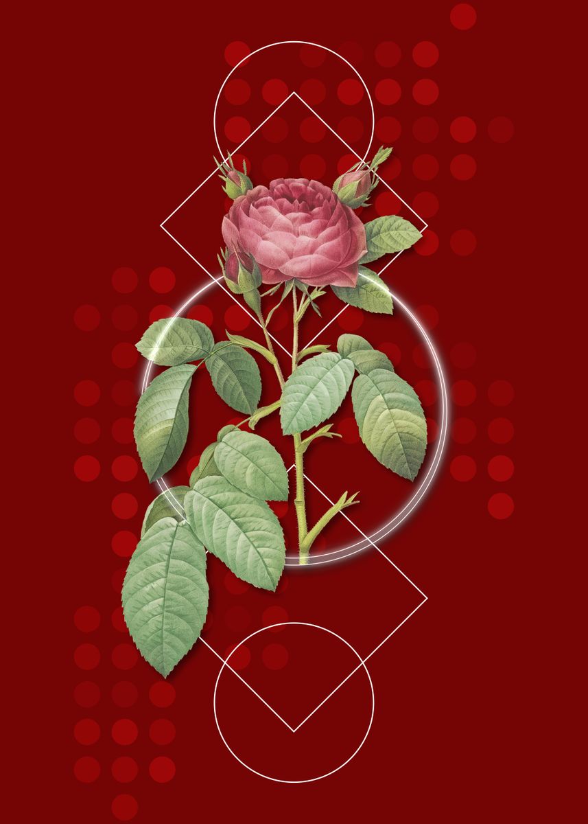 'Vintage Red Gallic Rose' Poster, picture, metal print, paint by Holy ...