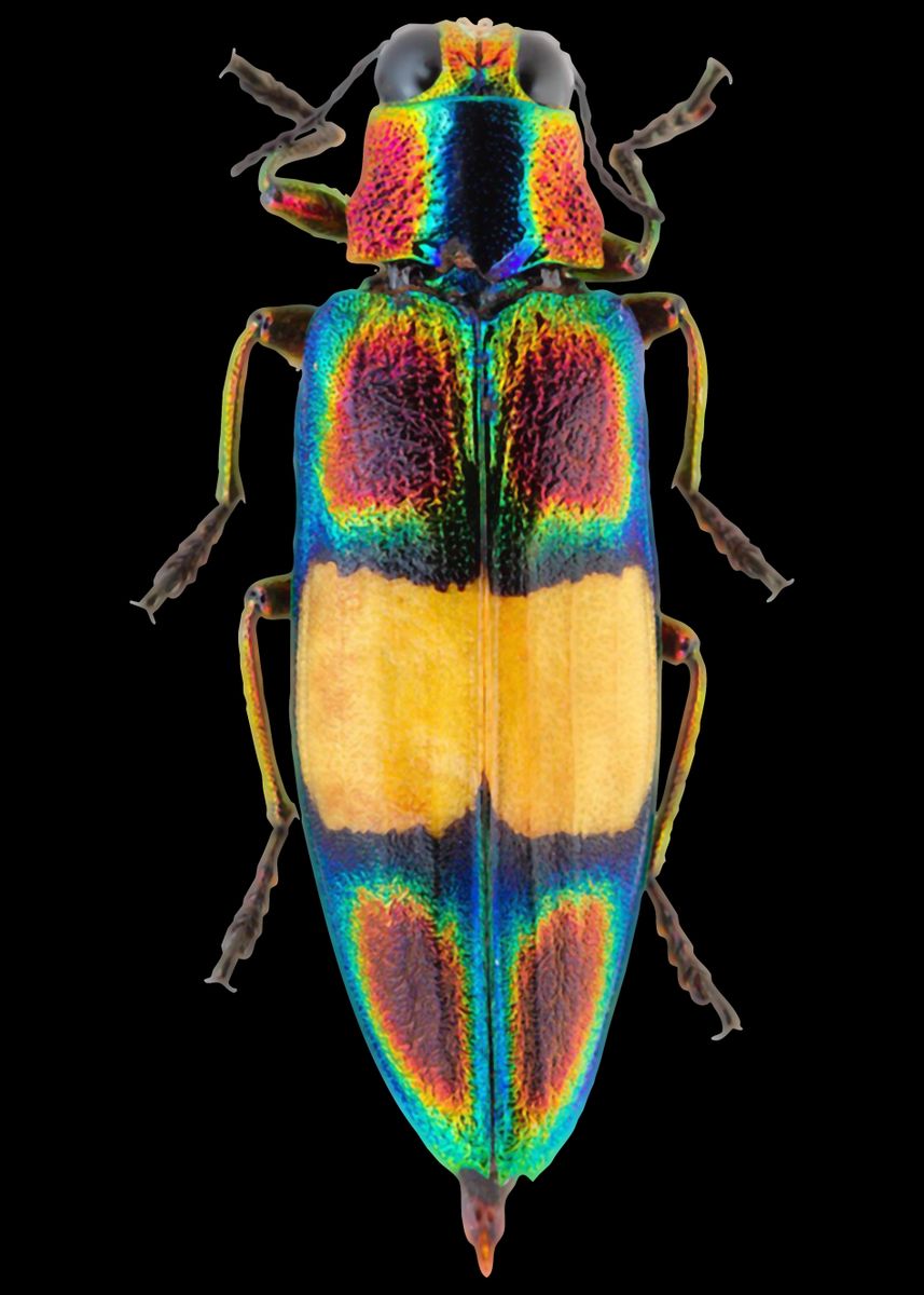 'Insect' Poster, picture, metal print, paint by riyadi elyas rahmadi ...