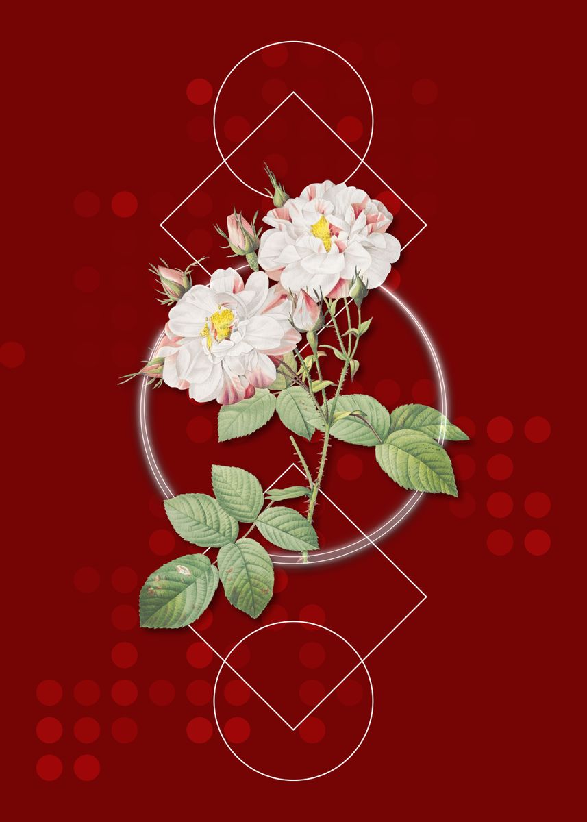 'Vintage White Damask Rose' Poster, picture, metal print, paint by Holy ...