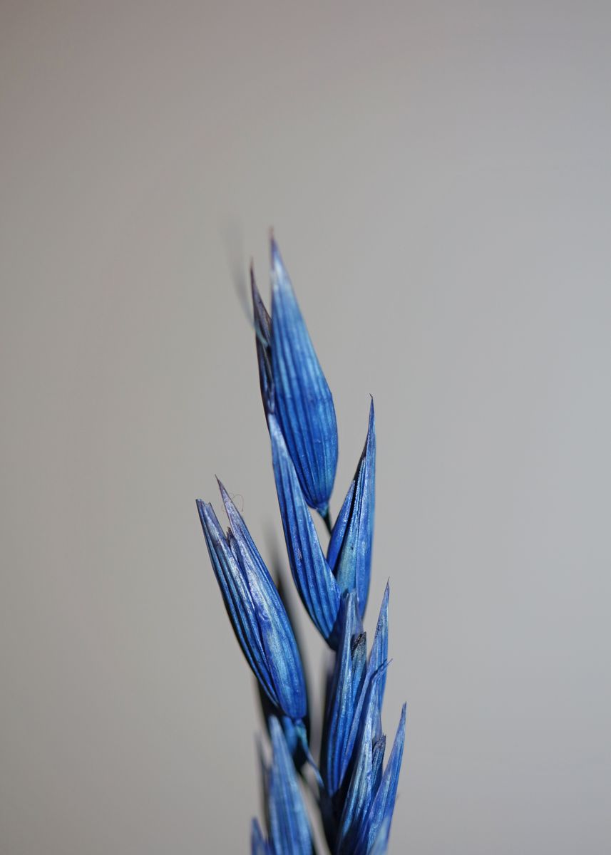 'Wheat blue color close up ' Poster, picture, metal print, paint by ...