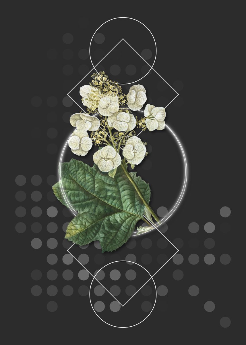 'Vintage Oakleaf Hydrangea' Poster by Holy Rock Design | Displate